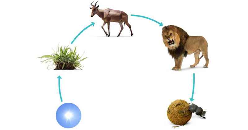 FOOD CYCLE OF ANIMAL