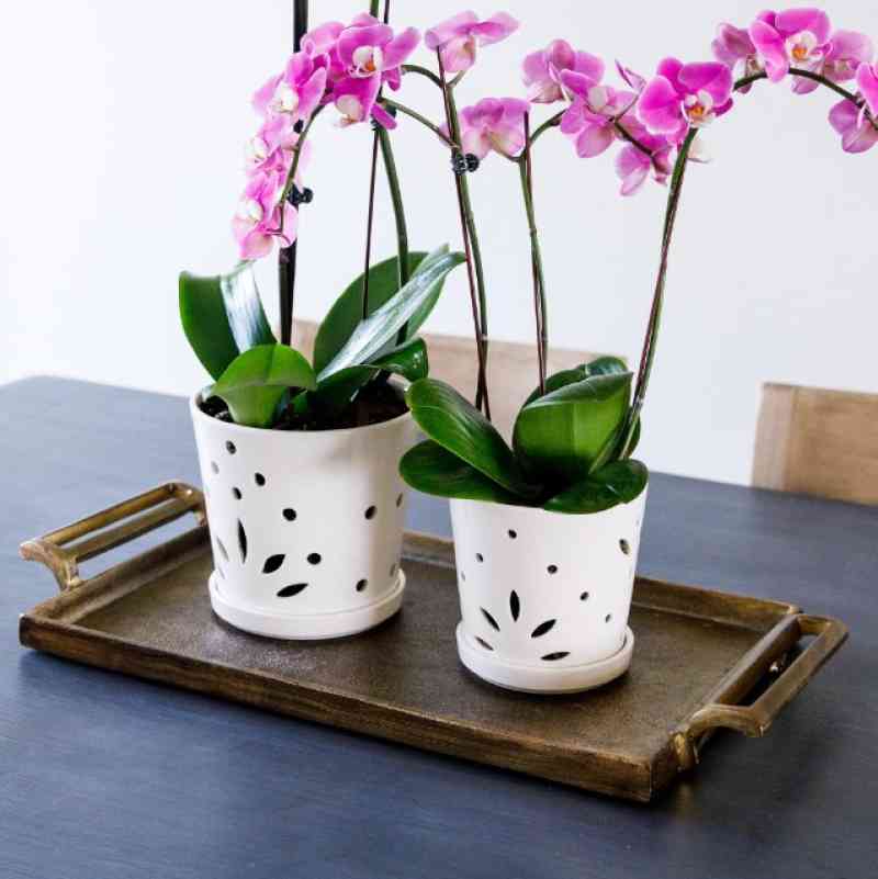 The Benefits of Using Ceramic Orchid Pots