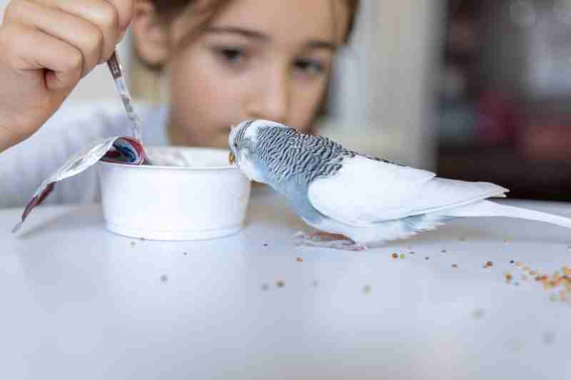 Ensuring Healthy Birds with Proper Bird Care and Responsible Use of ...