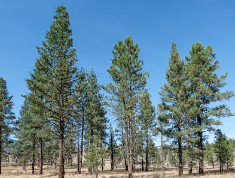 Delving into the Ponderosa Pine's Life Cycle: From Seed to Towering Tree